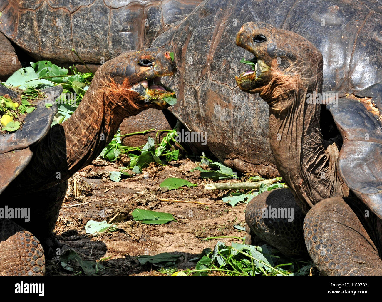 tortoises Puerto Arroyo Galapagos Ecuador Stock Photo - Alamy