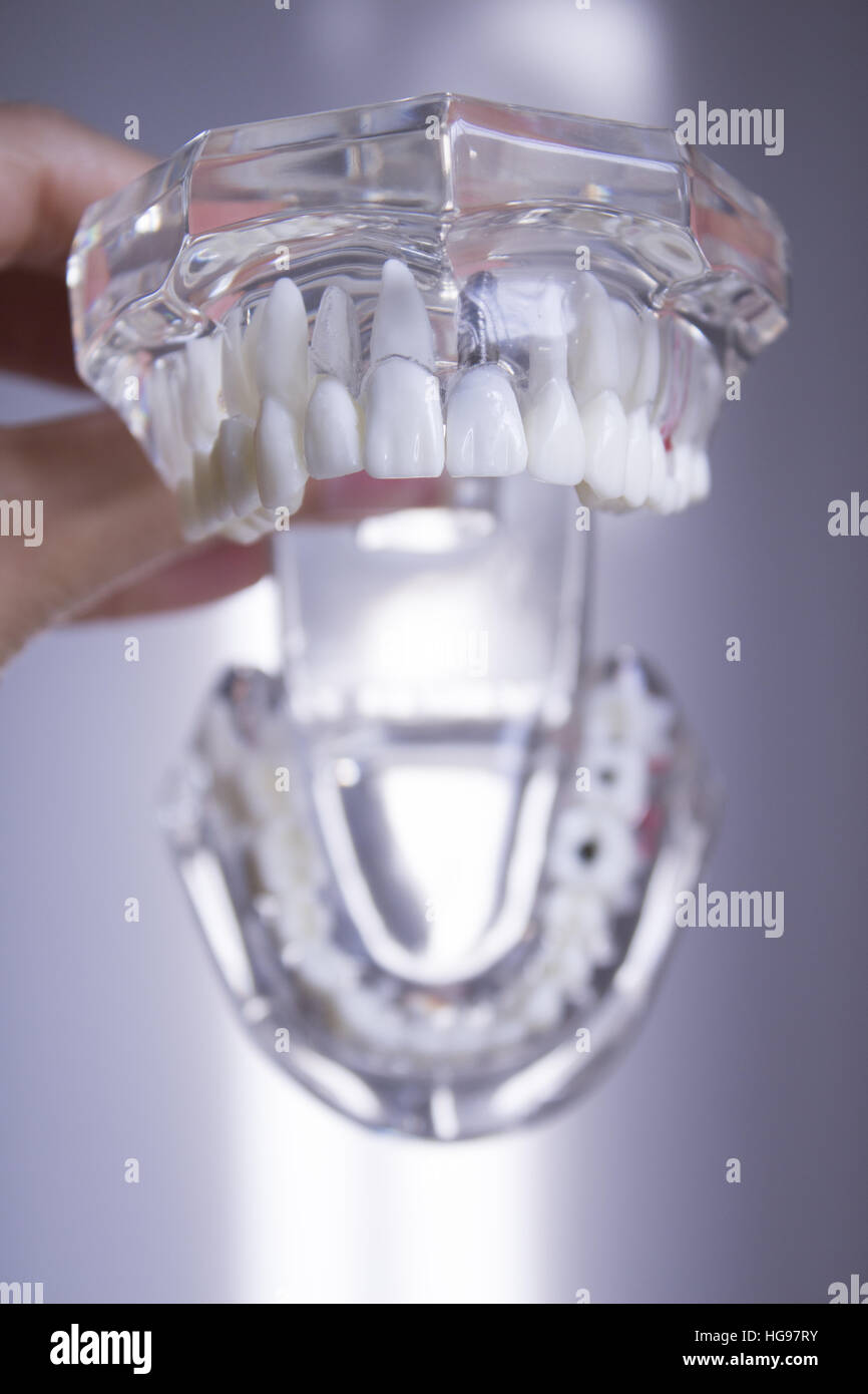 False teeth sample for dentists Stock Photo - Alamy