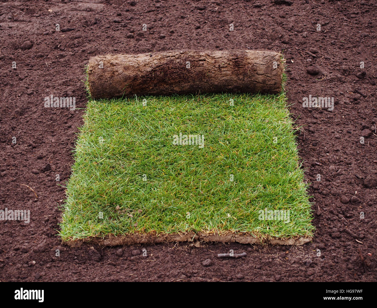Carpet of turf - roll of sod - turf grass roll Stock Photo - Alamy