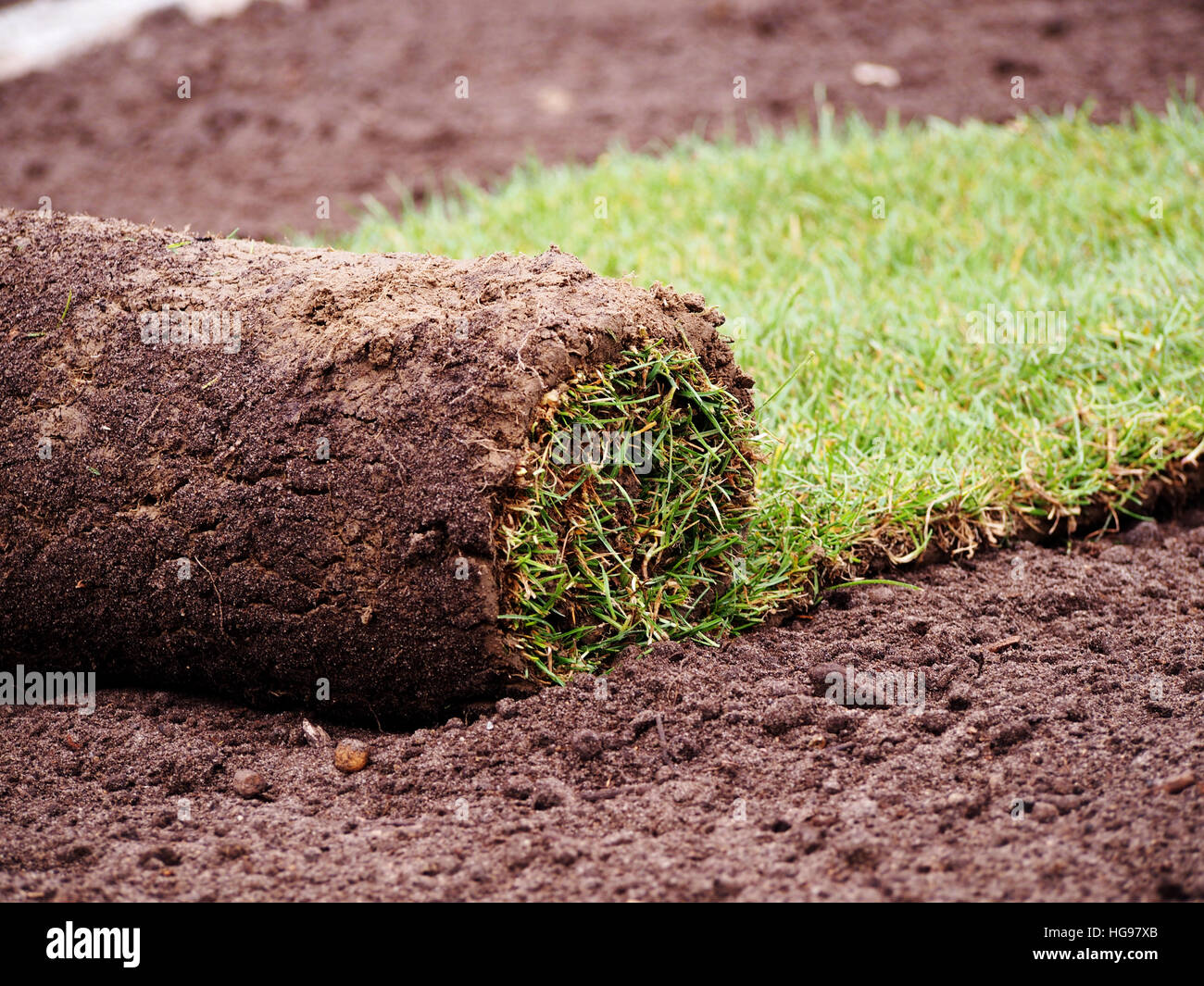 Carpet of turf - roll of sod - turf grass roll Stock Photo - Alamy