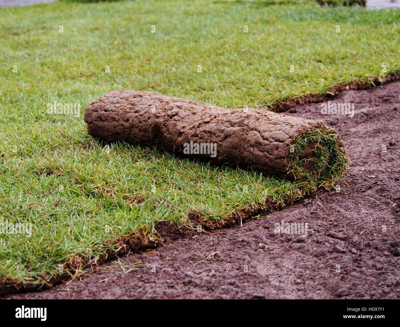 Carpet of turf - roll of sod - turf grass roll Stock Photo - Alamy