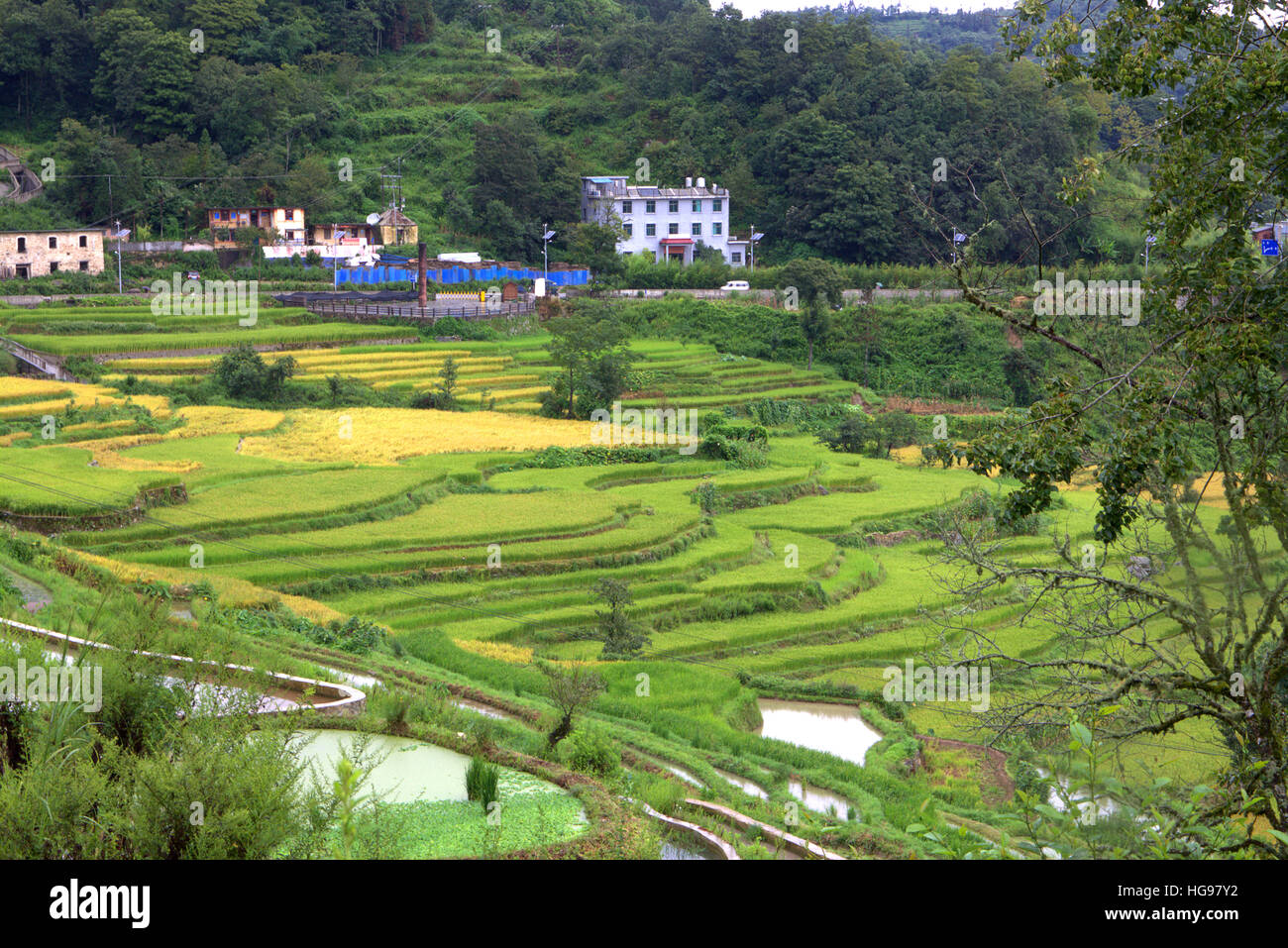 Yuanyang Hani Rice Terraces, Yunnan, China, summer Stock Photo - Alamy