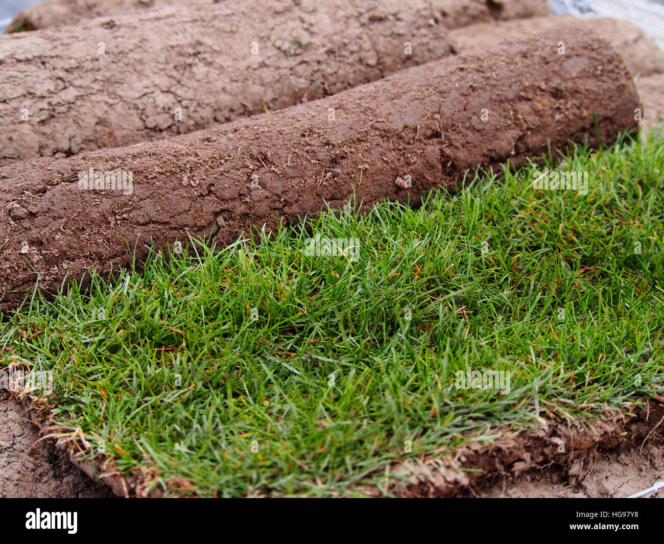 Carpet of turf - roll of sod - turf grass roll Stock Photo - Alamy