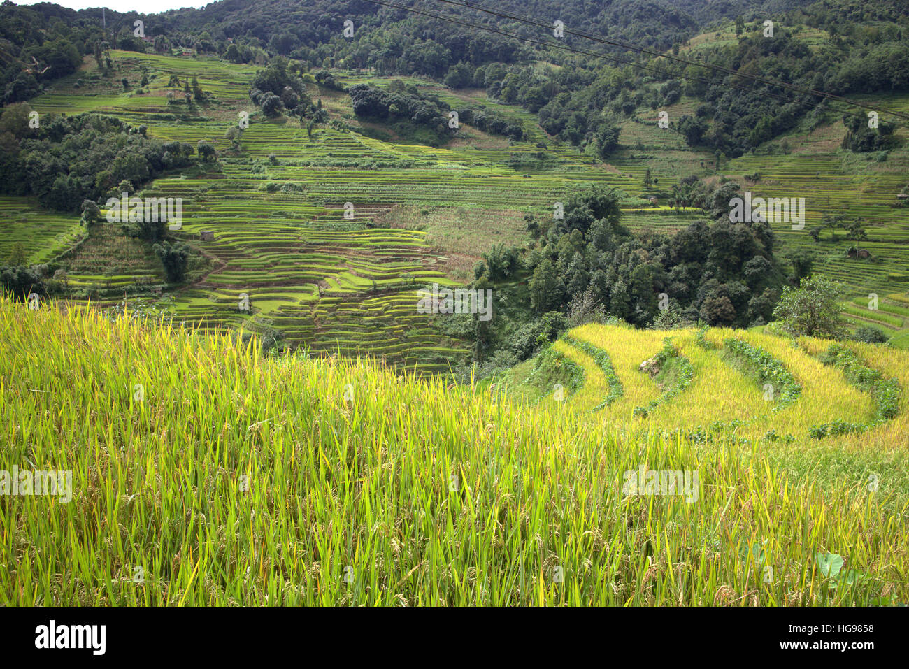 Yuanyang Hani Rice Terraces, Yunnan, China, summer Stock Photo - Alamy