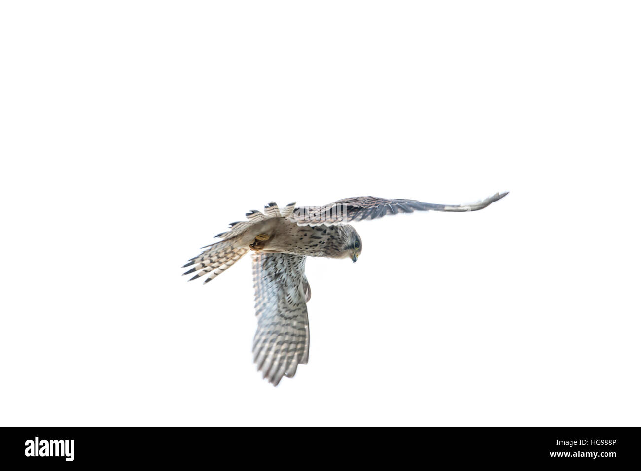 Flying female kestrel Cut Out Stock Images & Pictures - Alamy