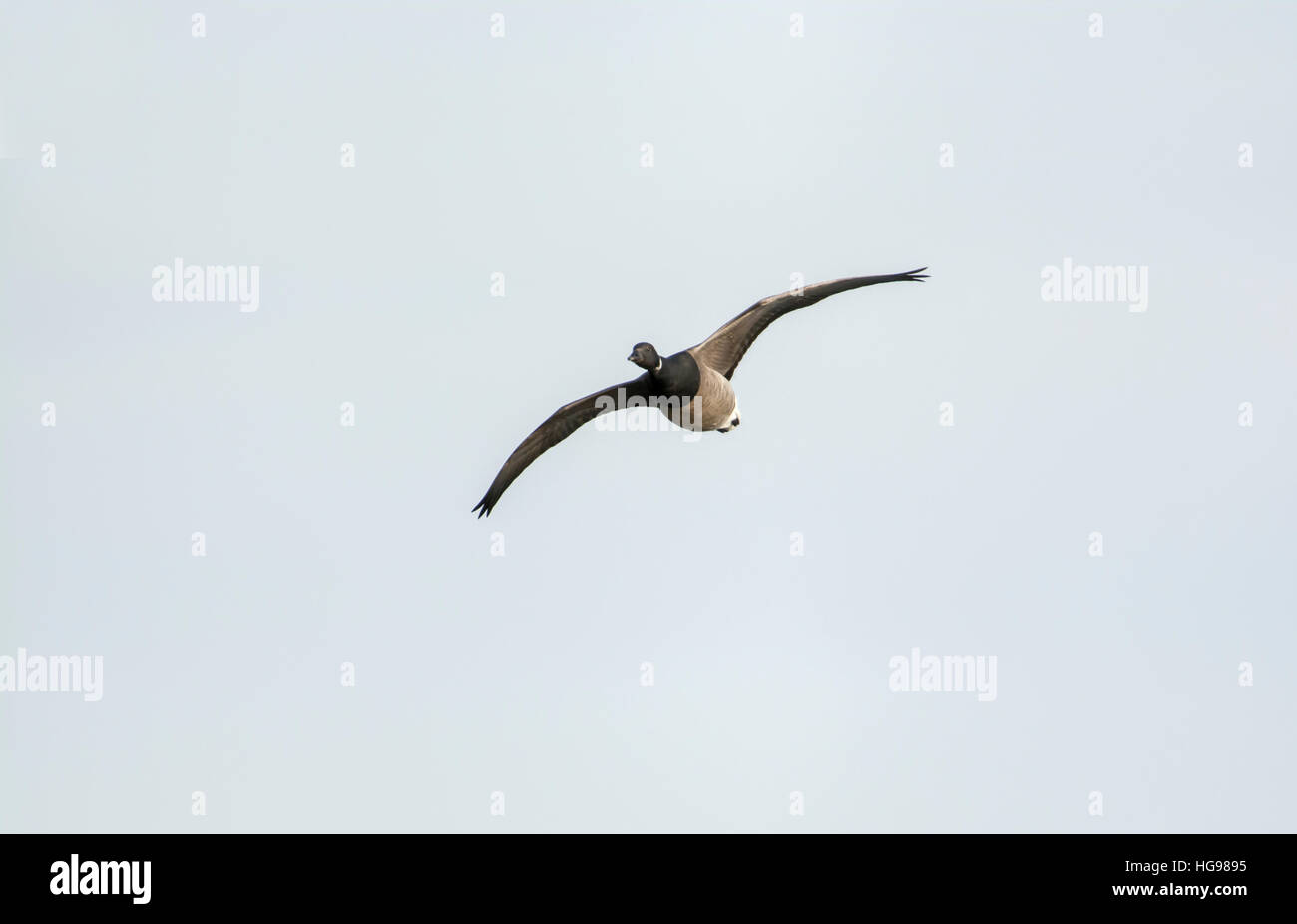 Brent goose (Branta bernicla) in flight Stock Photo - Alamy