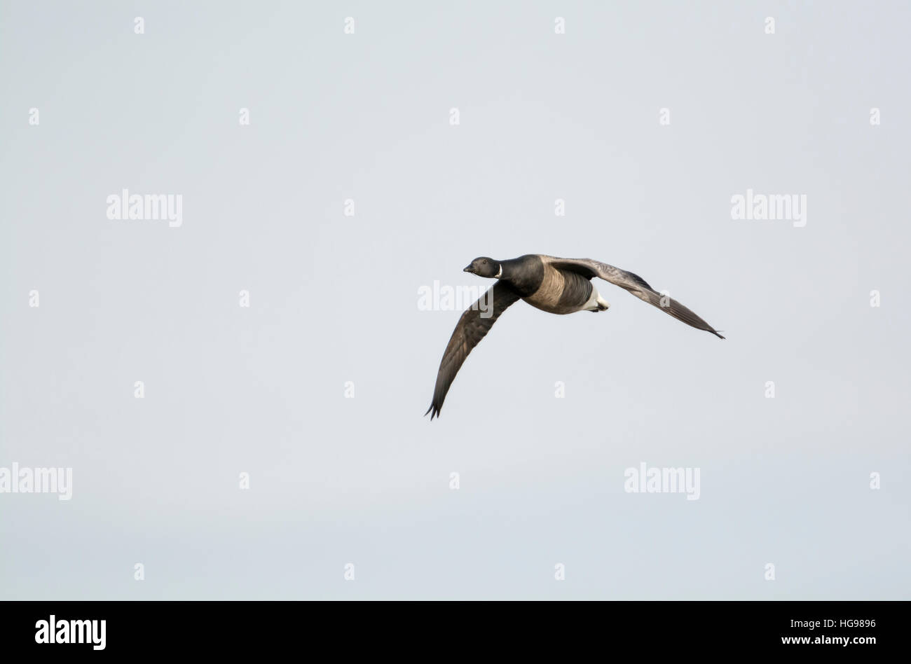 Brent goose (Branta bernicla) in flight Stock Photo - Alamy
