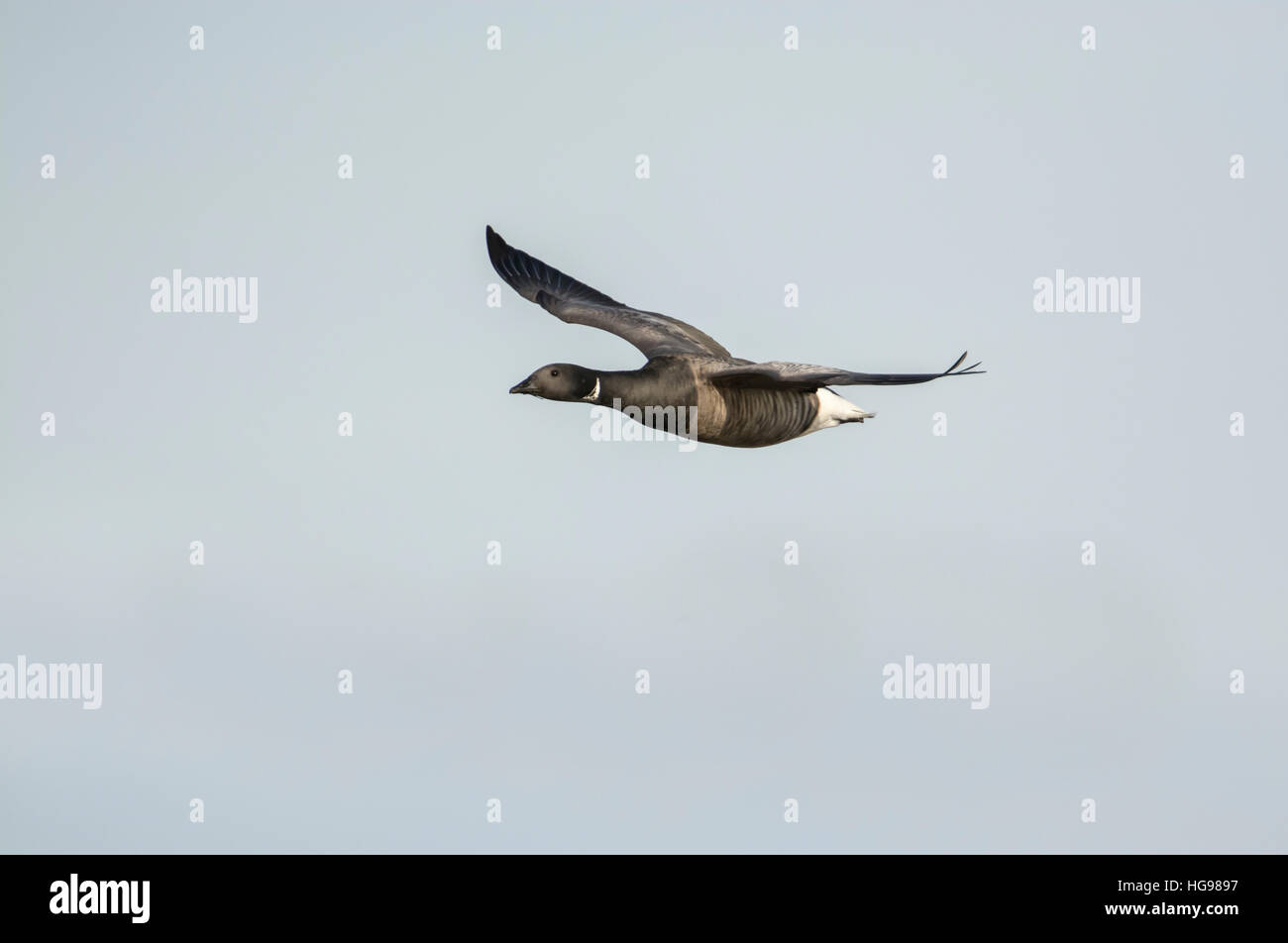 Brent goose (Branta bernicla) in flight Stock Photo - Alamy