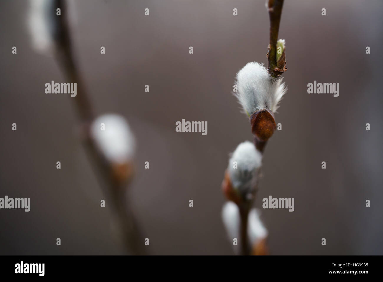 young willow branches in early spring Stock Photo - Alamy