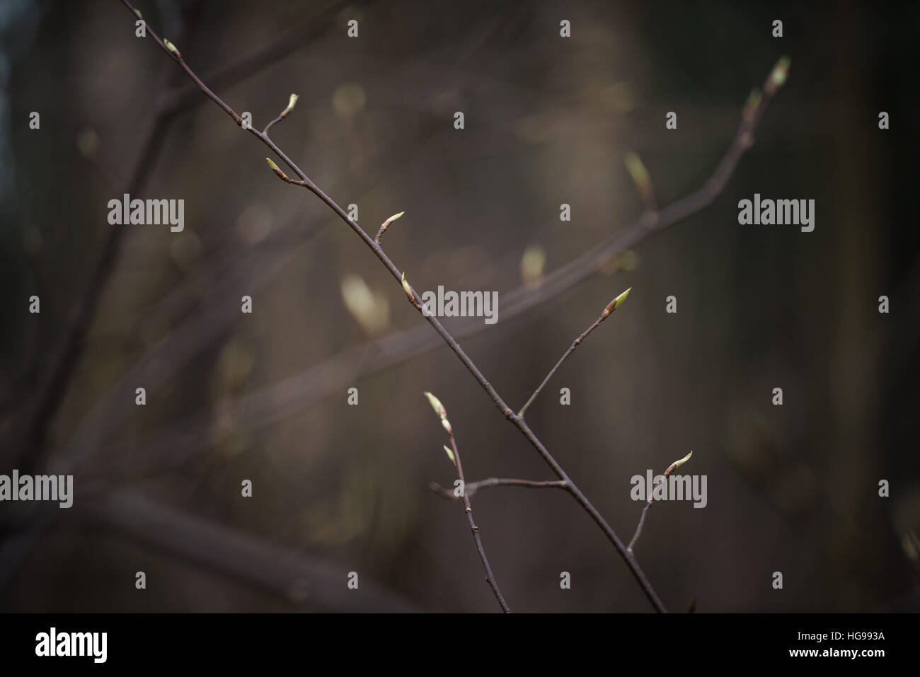 first spring buds on the bush Stock Photo - Alamy