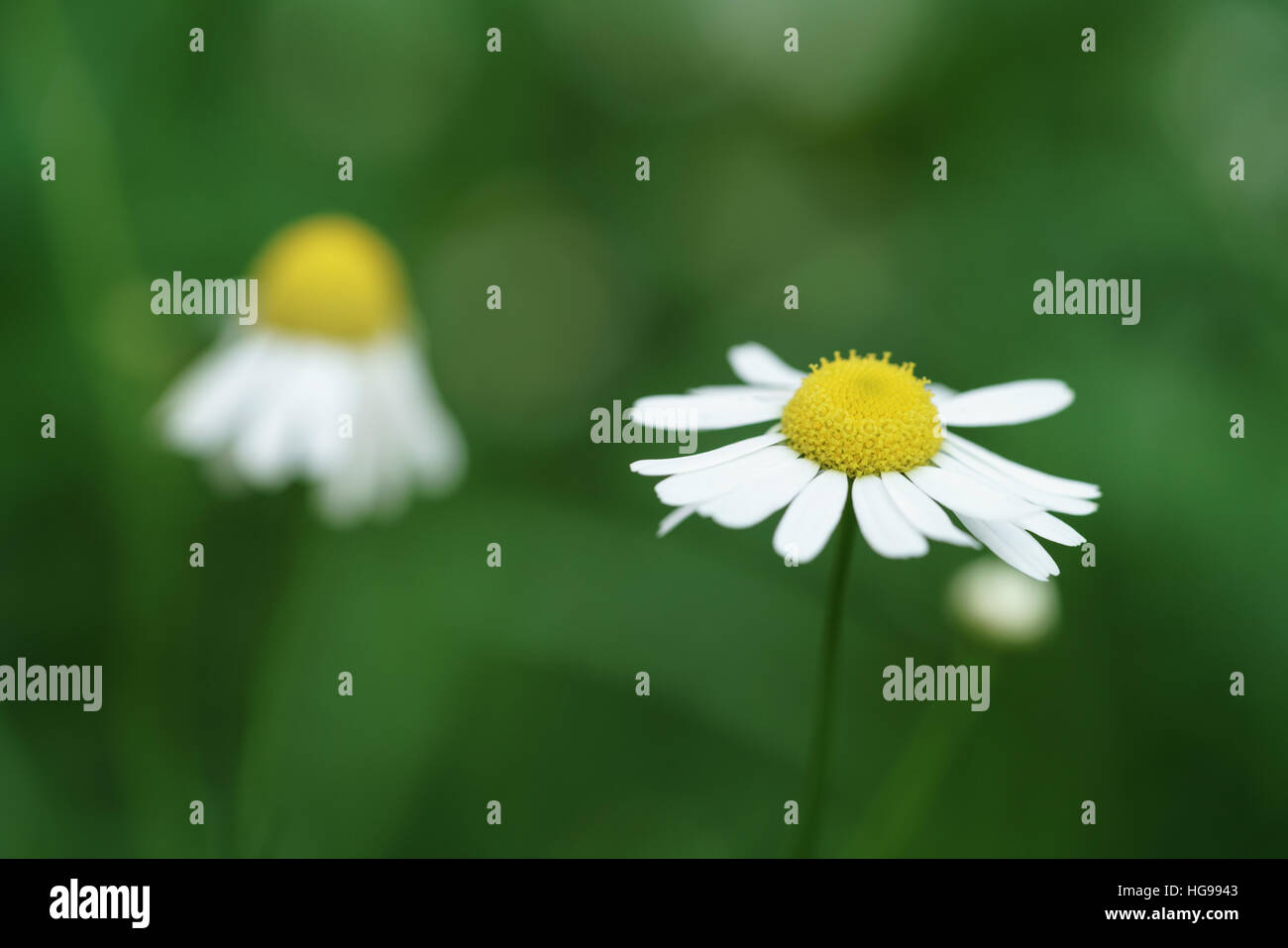 Daisy flower on summer hi-res stock photography and images - Alamy