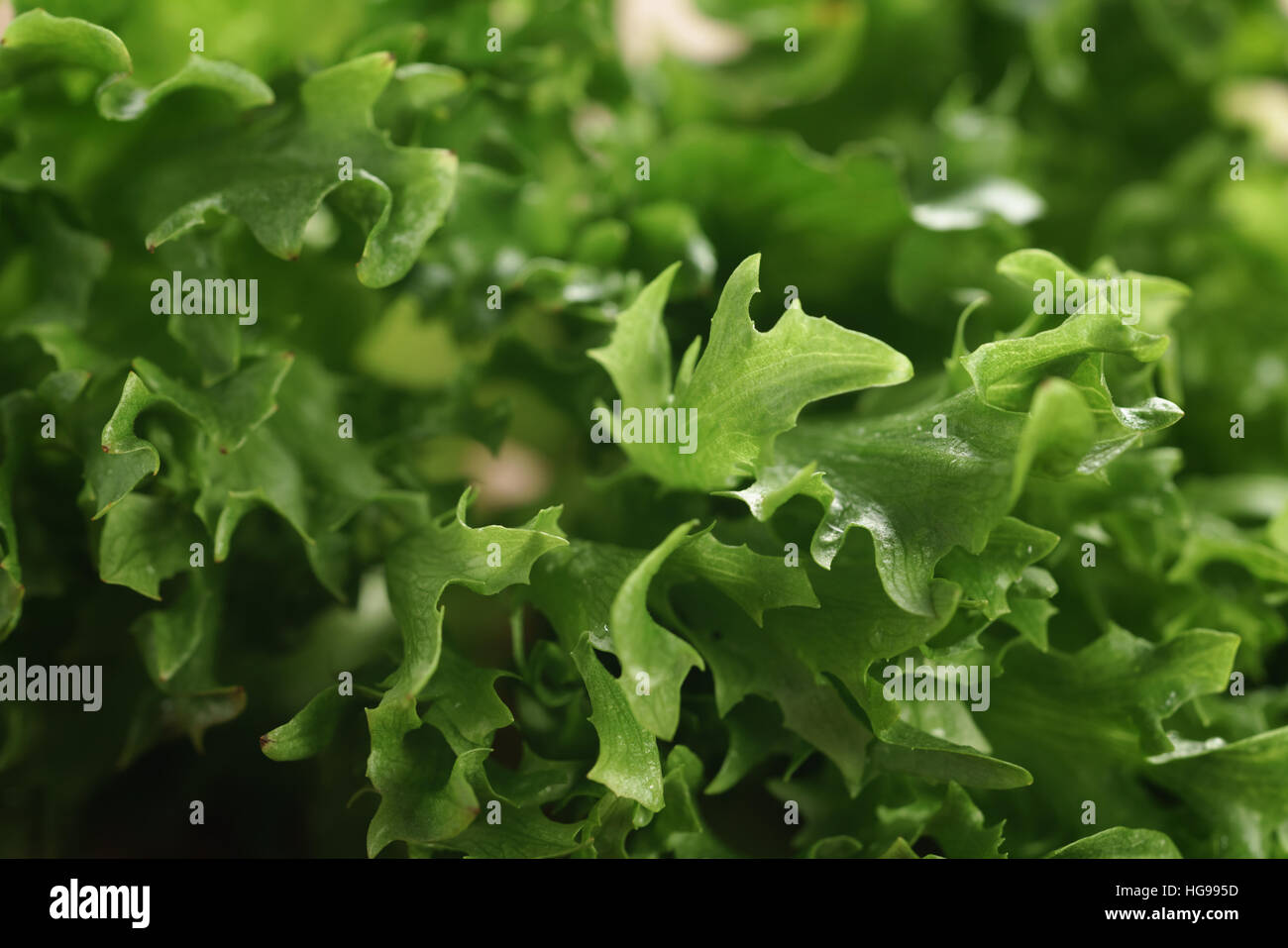 Lettuce texture hi-res stock photography and images - Alamy