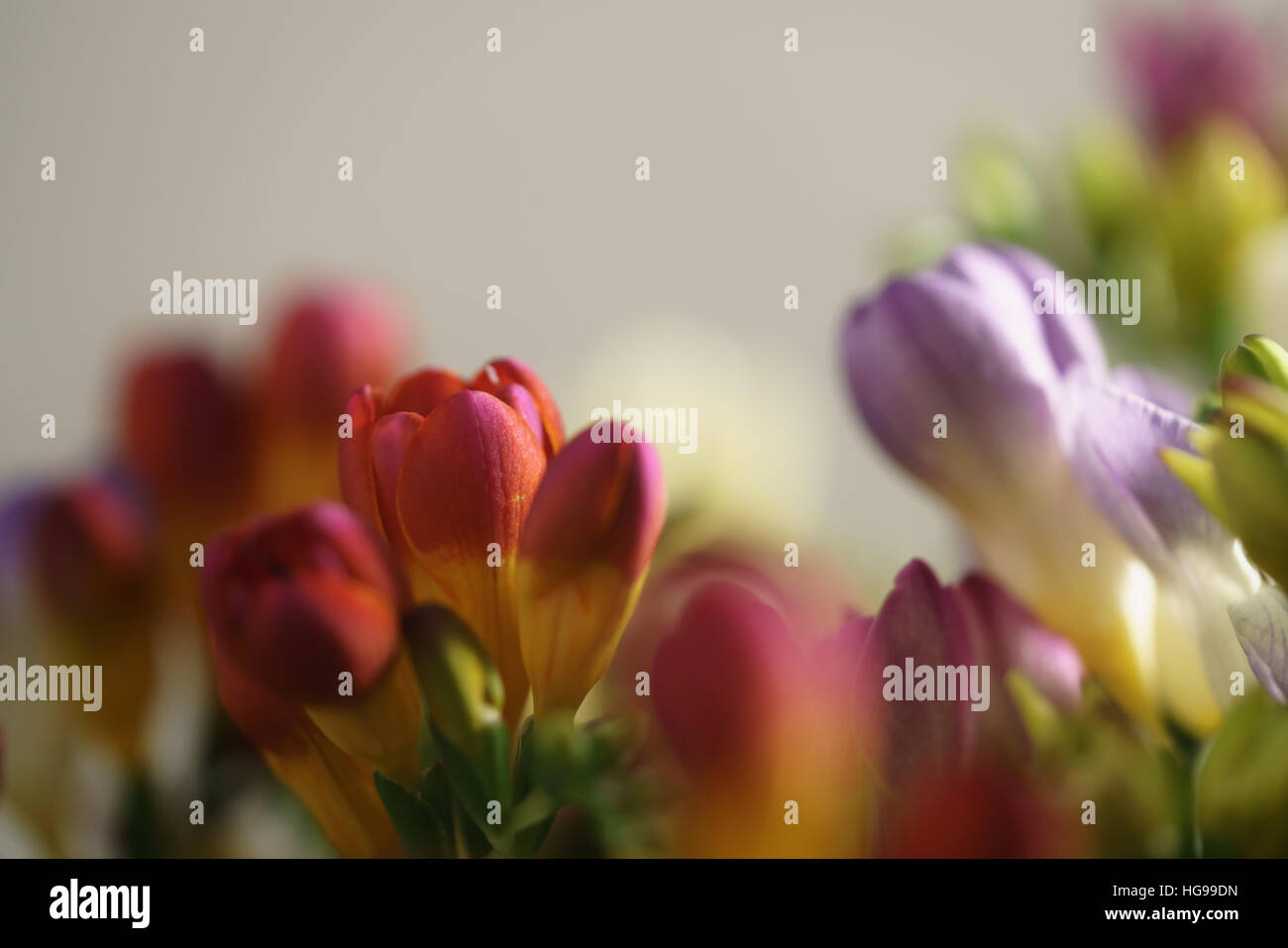 closeup of different colors freesia flowers Stock Photo - Alamy