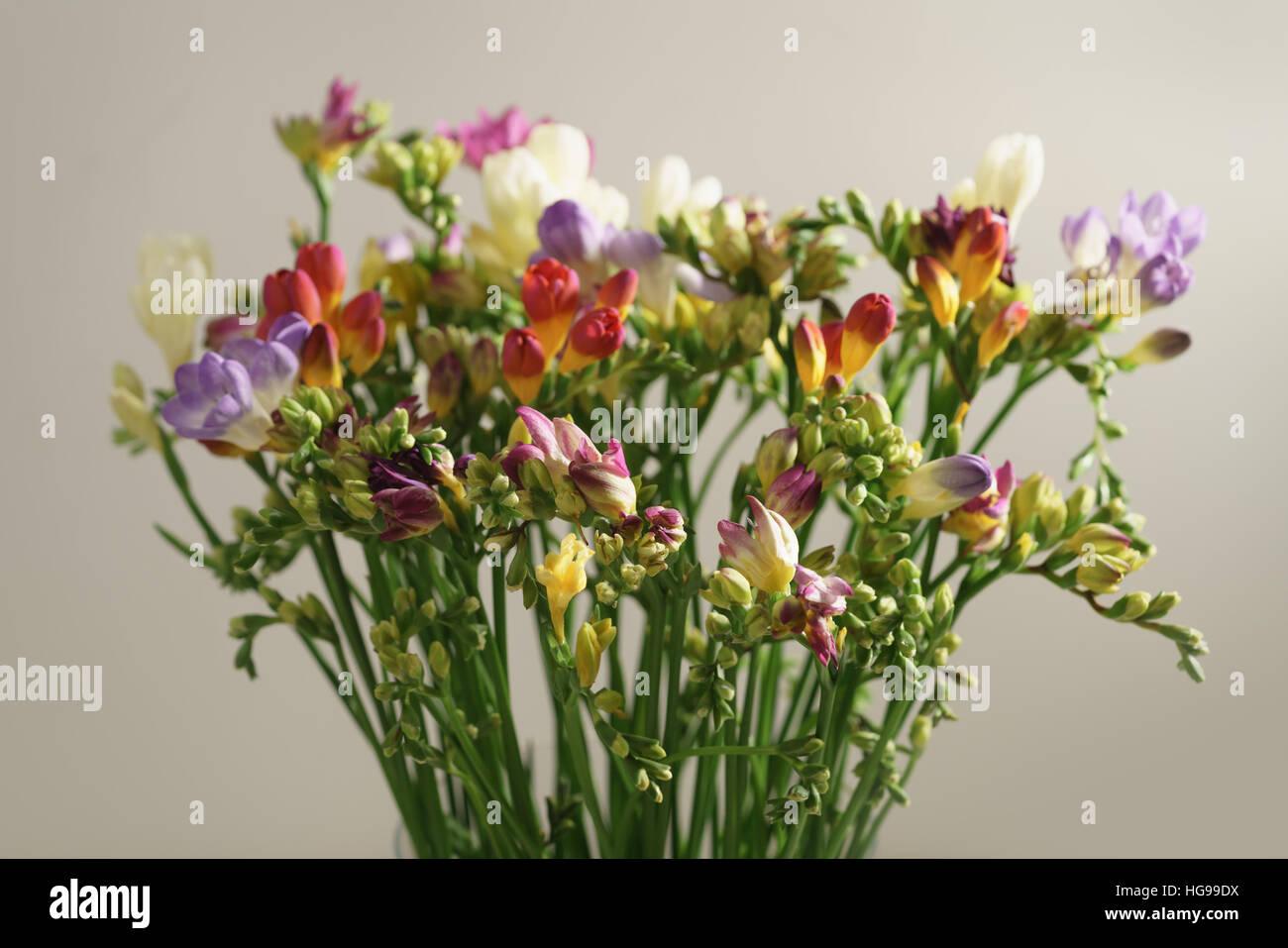 different colors freesia flowers blossom Stock Photo - Alamy