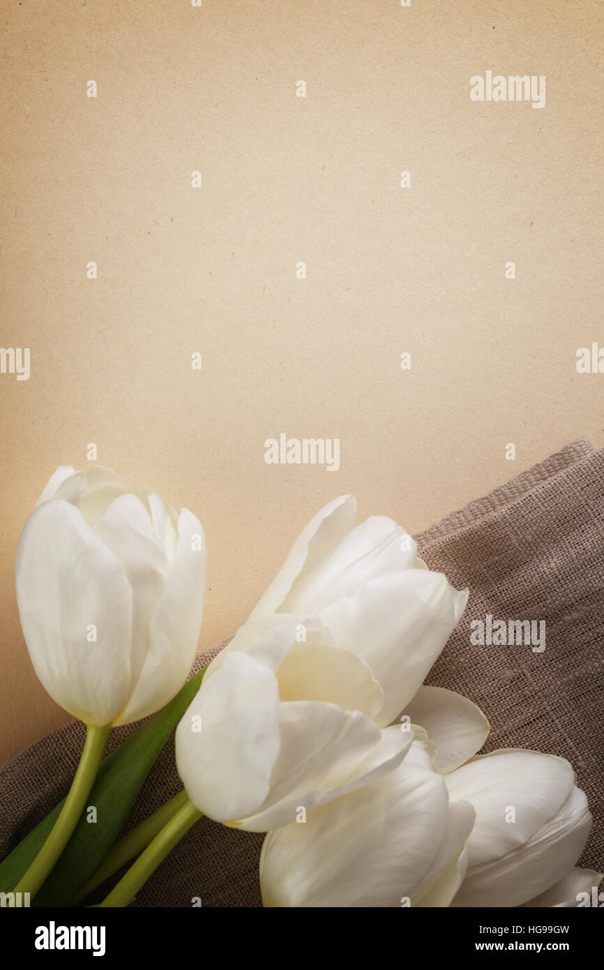 Top view of white tulips hi-res stock photography and images - Alamy