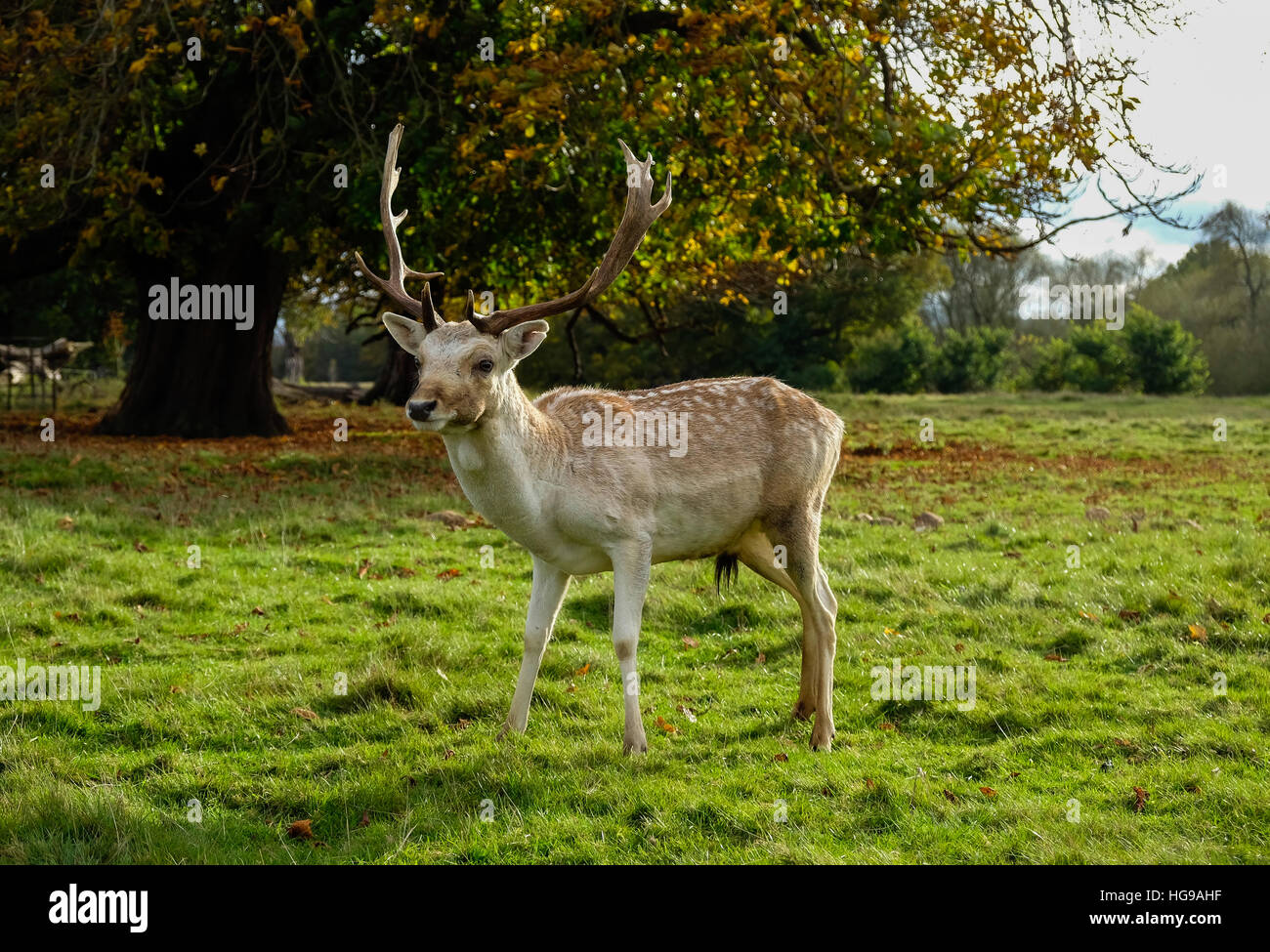 Male fallow deer stood in parkland Stock Photo - Alamy