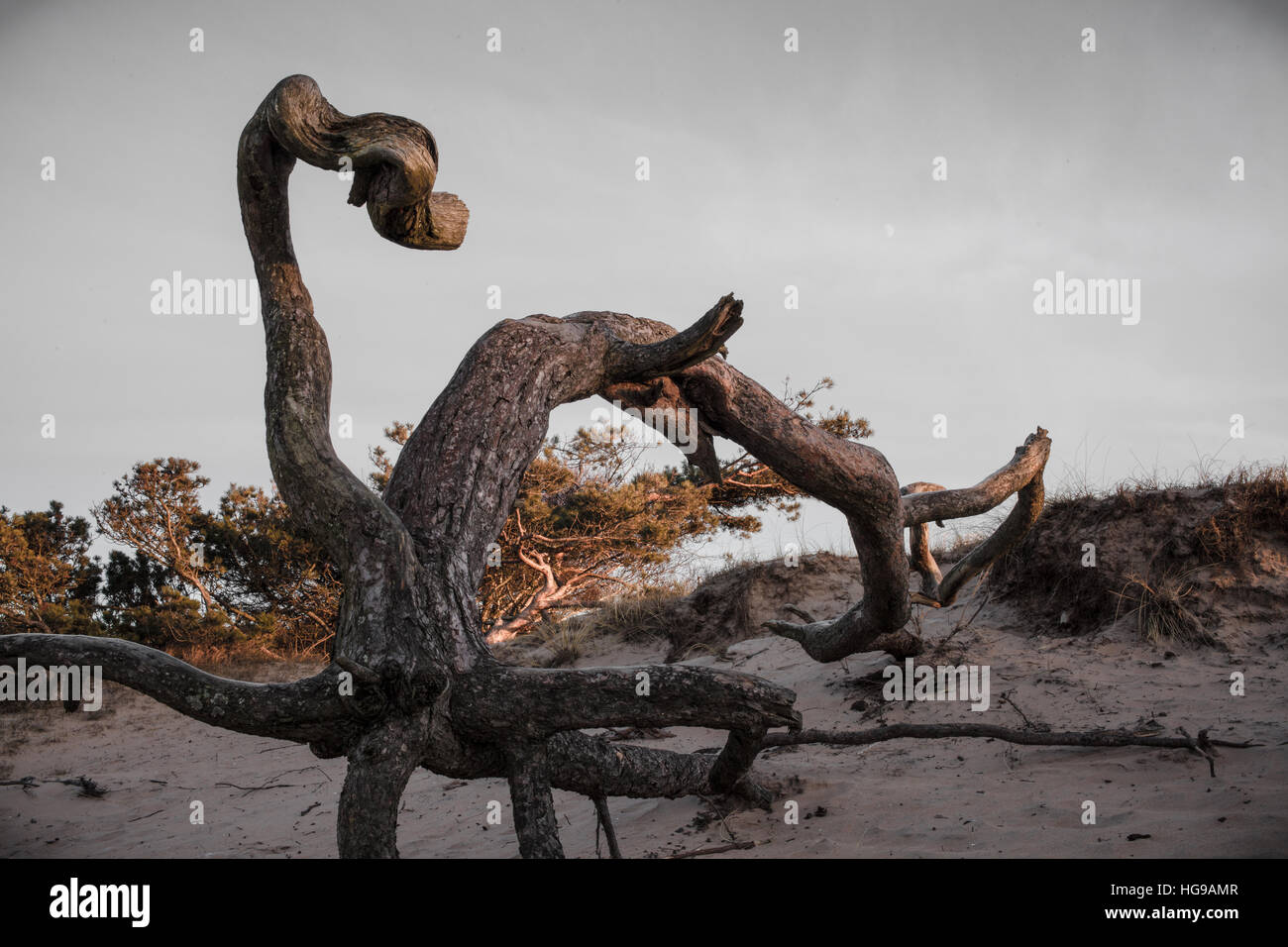 strange tree on the beach Stock Photo - Alamy