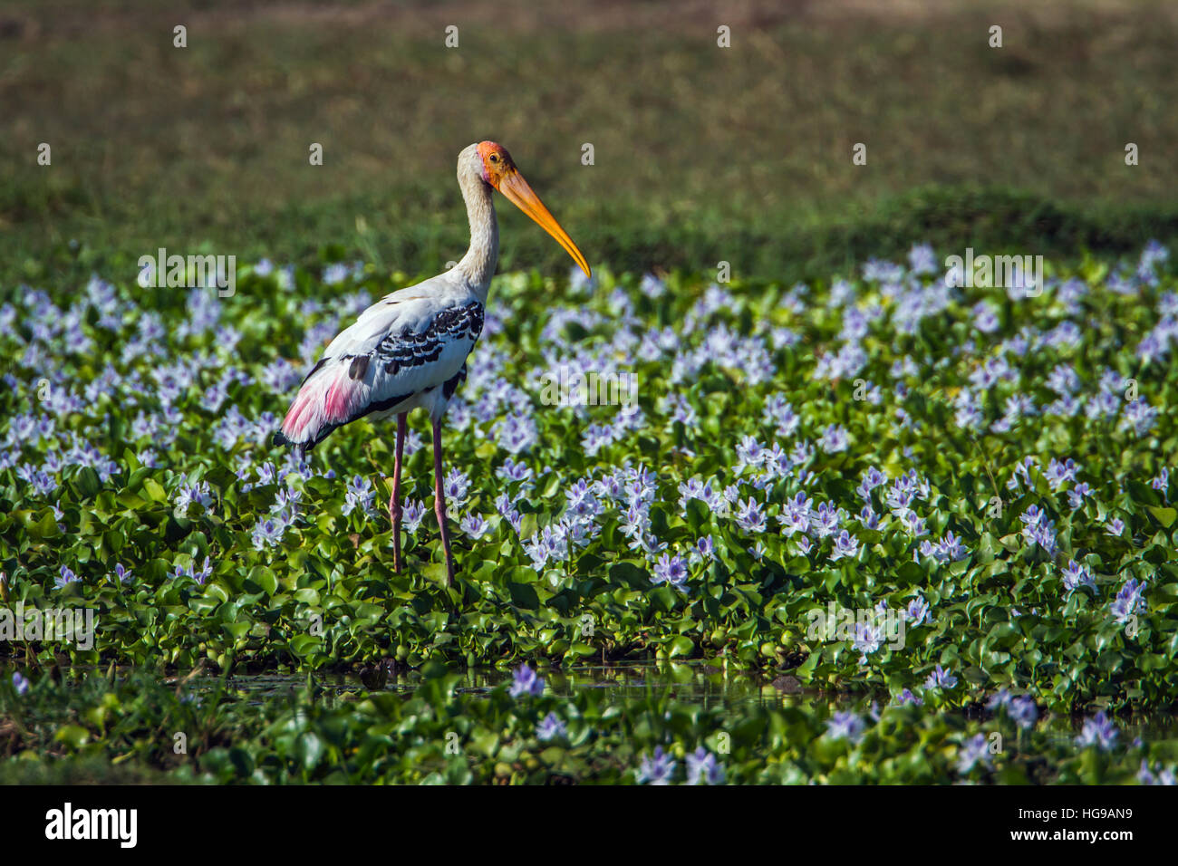 Painted stork in Arugam bay lagoon, Sri Lanka ; specie Mycteria ...