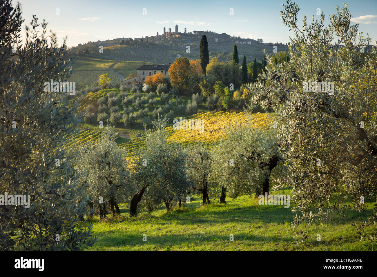 Olive trees, vineyards and Tuscan countryside below San Gimignano ...