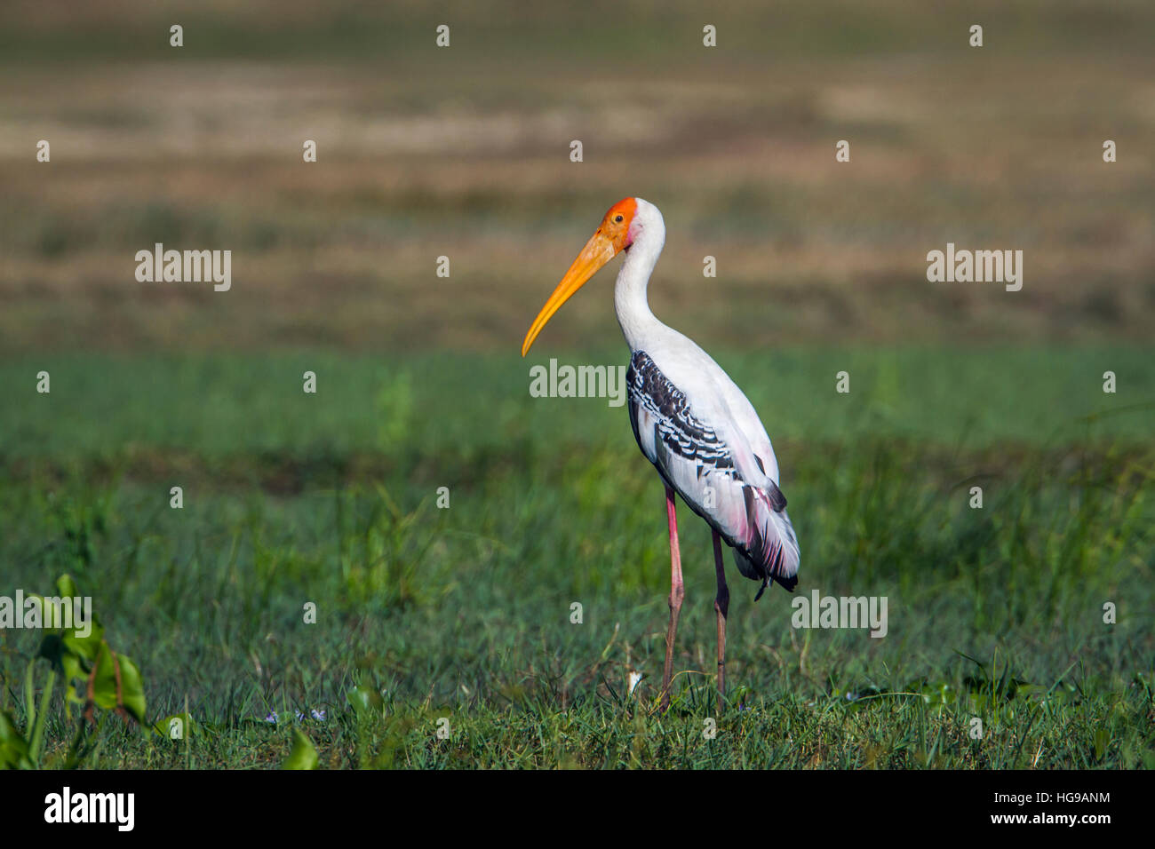 Painted stork in Arugam bay lagoon, Sri Lanka ; specie Mycteria ...