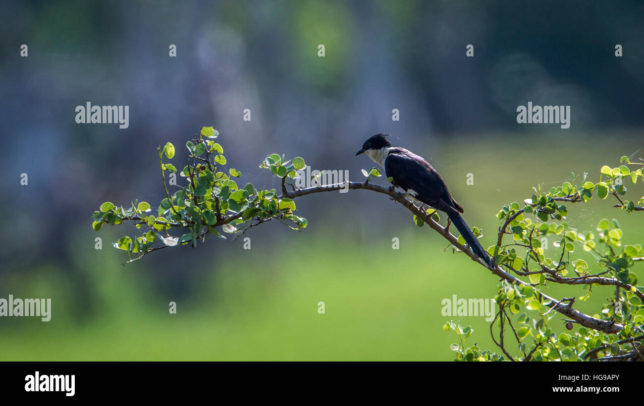 Pied cuckoo in Arugam bay lagoon, Sri Lanka, specie Clamator jacobinus ...