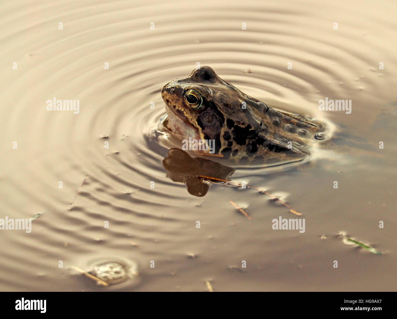 Common Frog (Rana temporaria) European common frog/ European common ...