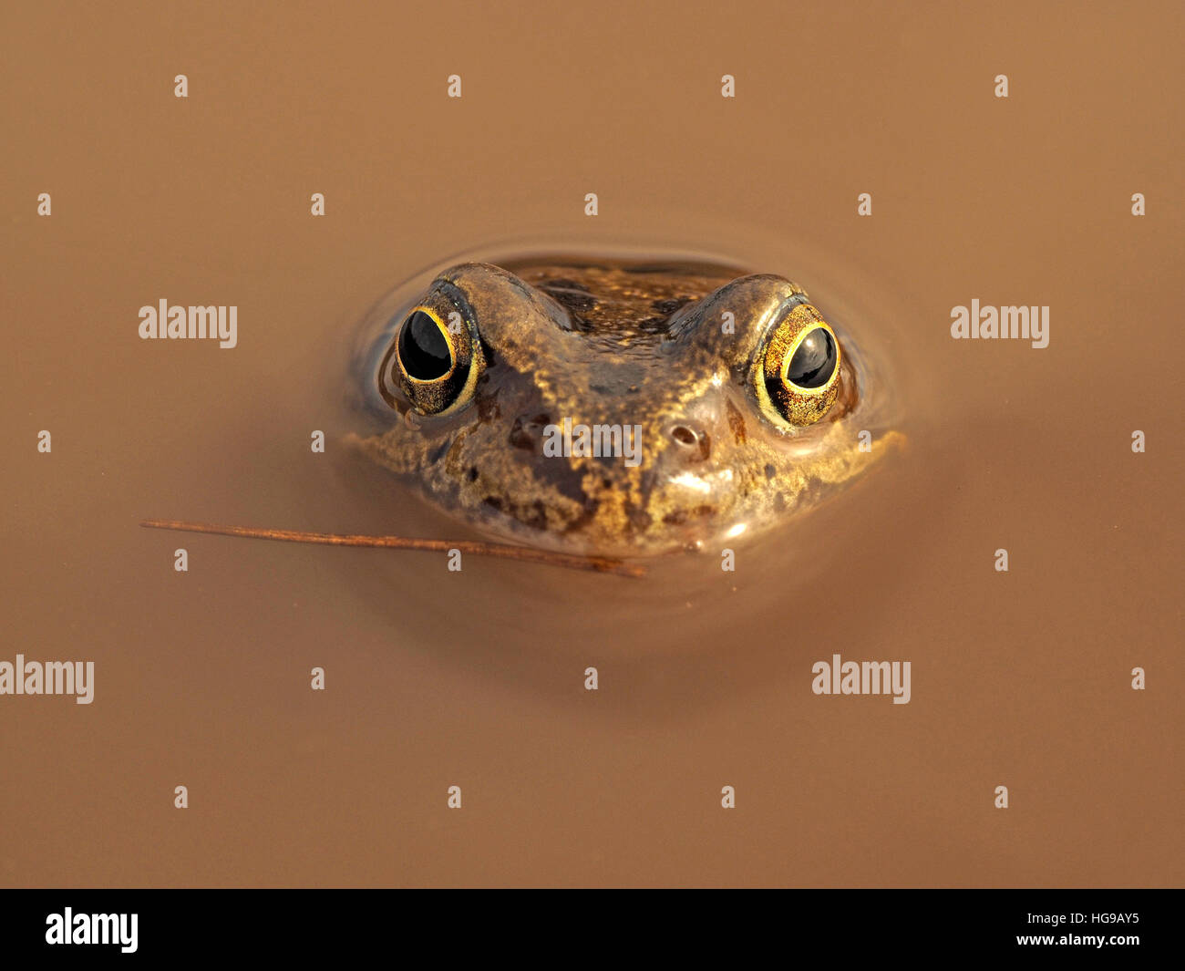 Common Frog (Rana temporaria) European common frog/ European common ...