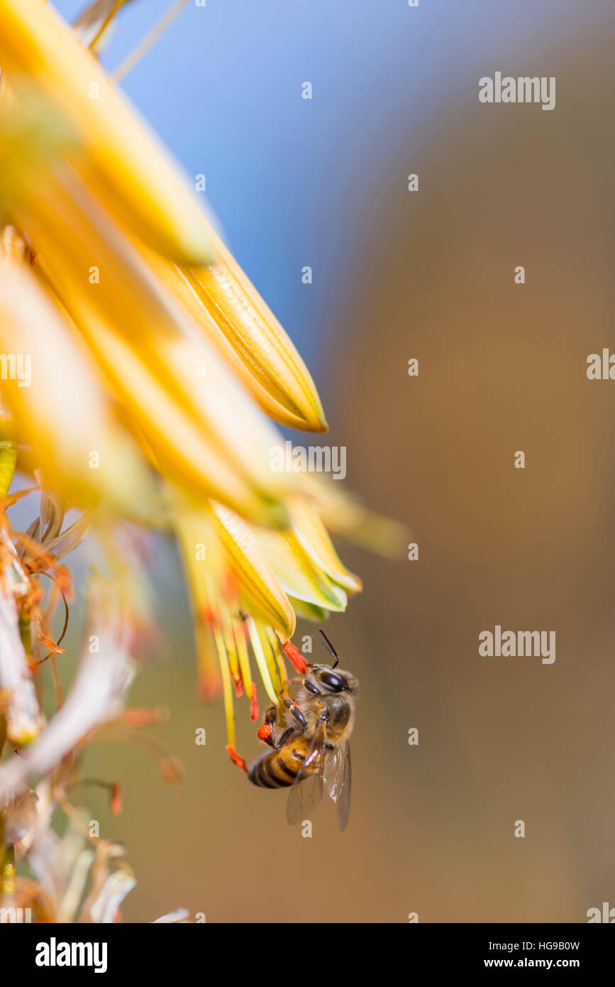 African Honey bees collecting pollen flowers aloe Stock Photo - Alamy