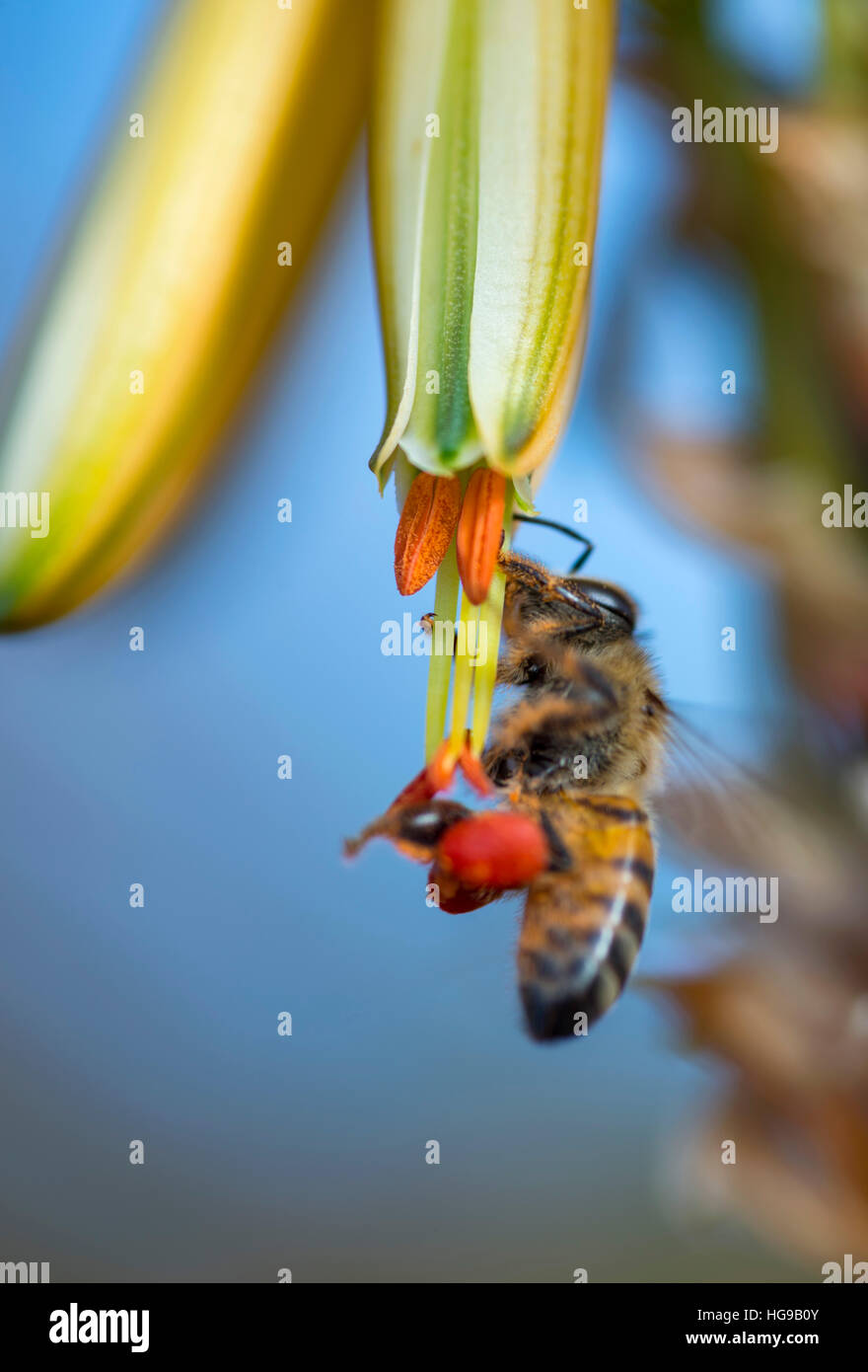 African Honey bees collecting pollen flowers aloe Stock Photo - Alamy