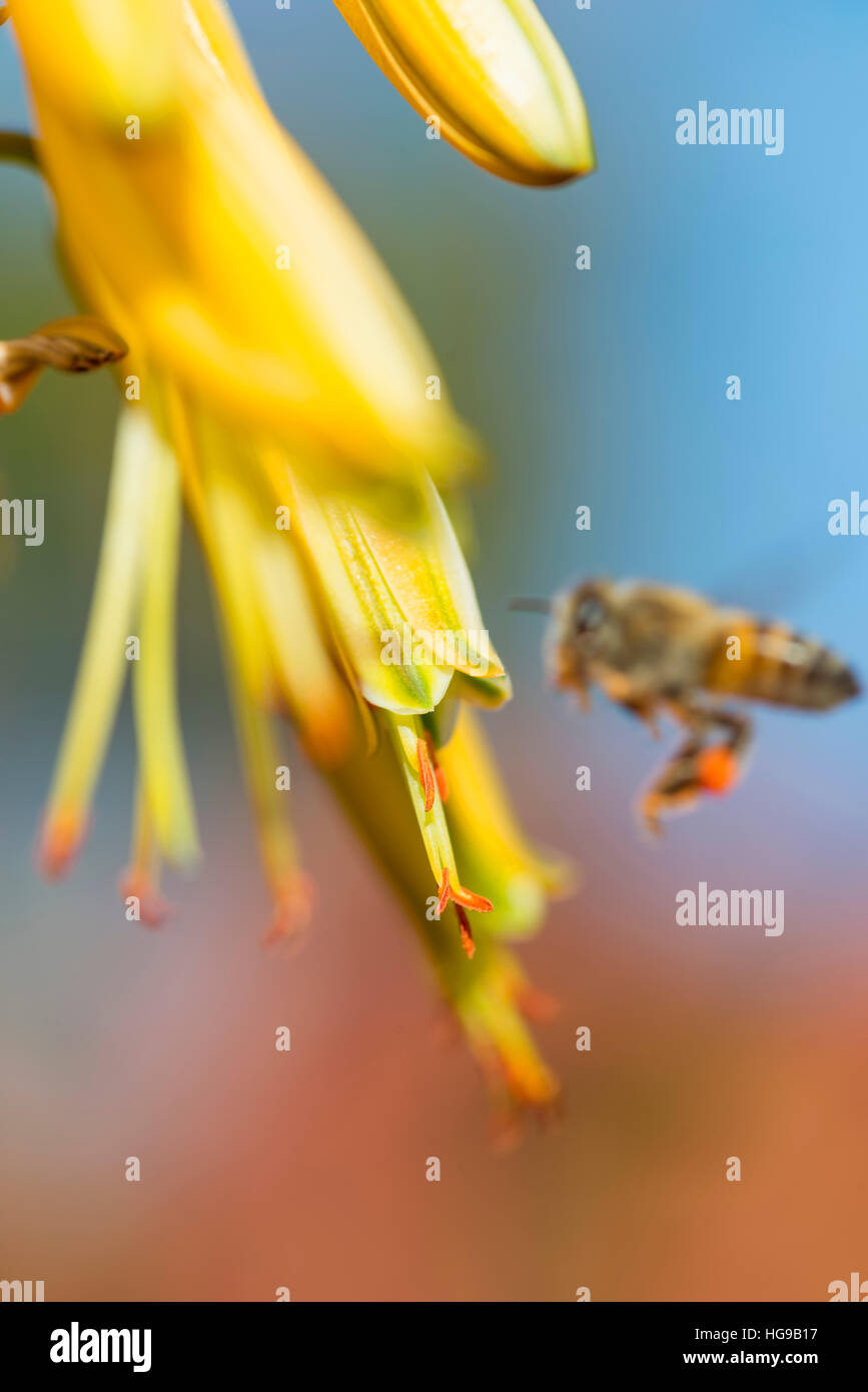 African Honey bees collecting pollen flowers aloe Stock Photo - Alamy