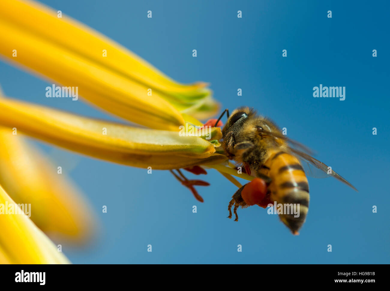 African Honey bees collecting pollen flowers aloe Stock Photo - Alamy