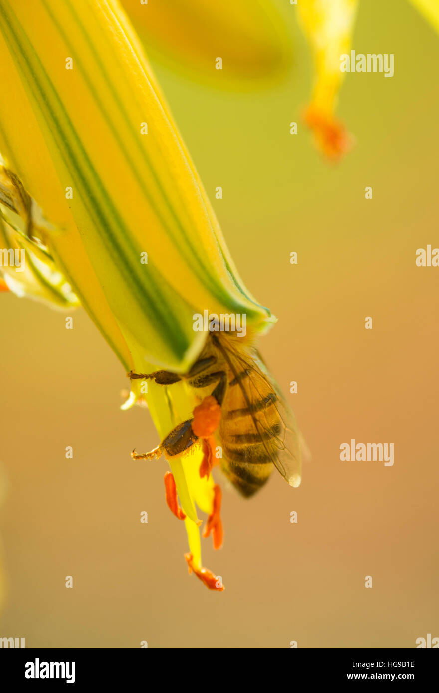 African Honey bees collecting pollen flowers aloe Stock Photo - Alamy