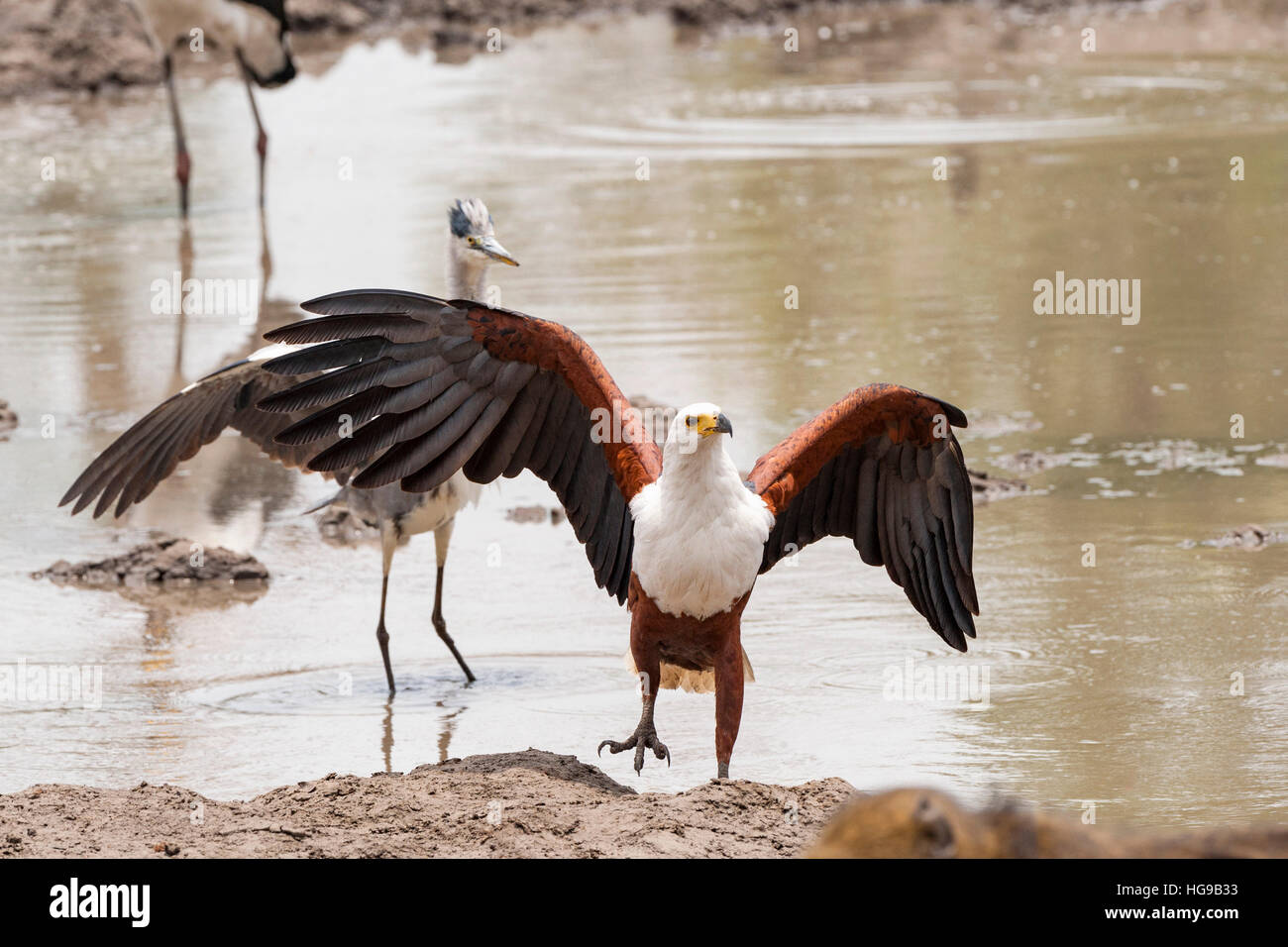 African Fish Eagle flying in flight action wings Stock Photo - Alamy