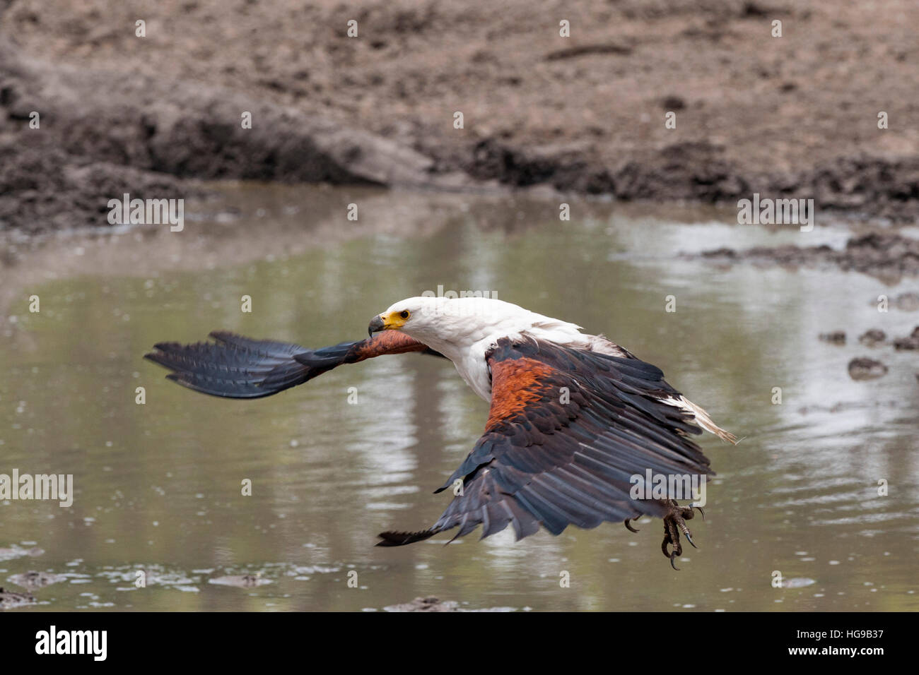 African Fish Eagle flying in flight action wings Stock Photo - Alamy