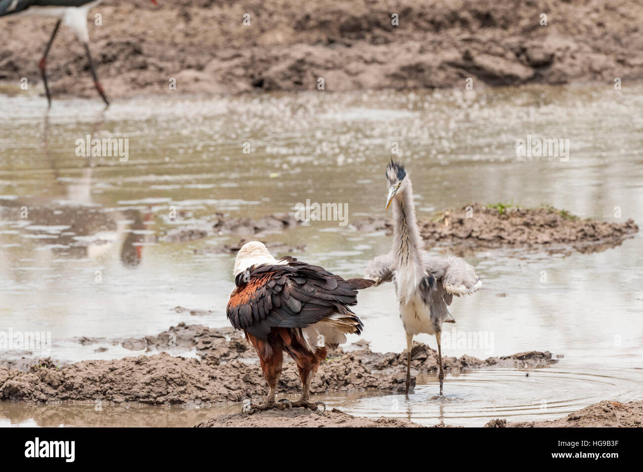 fish eagle stealing grey heron flight flying pan Stock Photo - Alamy