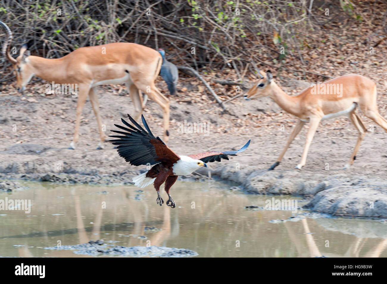 A fish eagle seen fishing in Zimbabwe's Mana Pools National Park ...