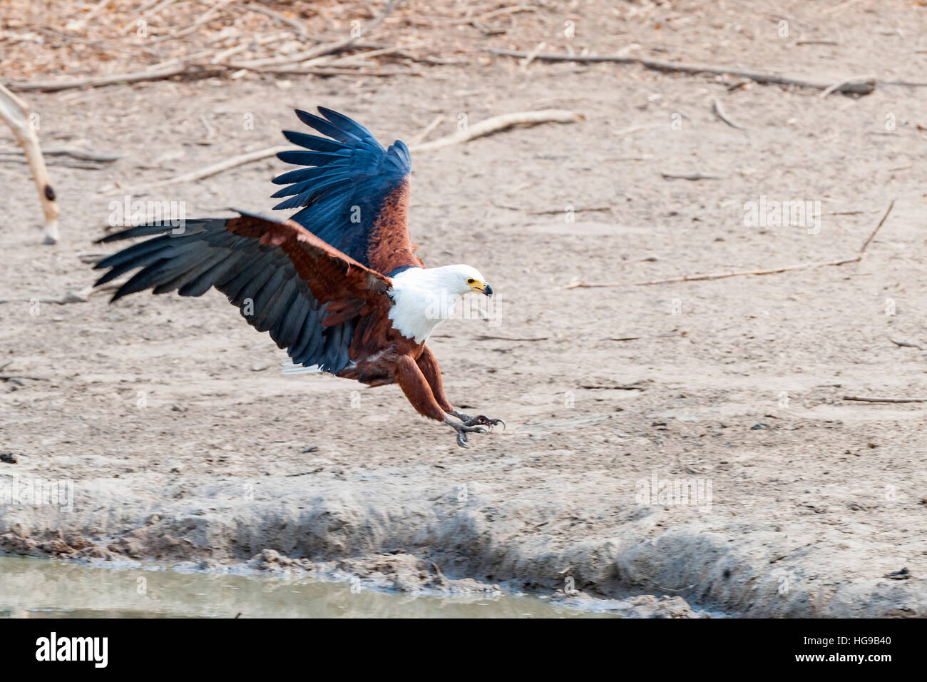 African Fish Eagle flying in flight action wings Stock Photo - Alamy