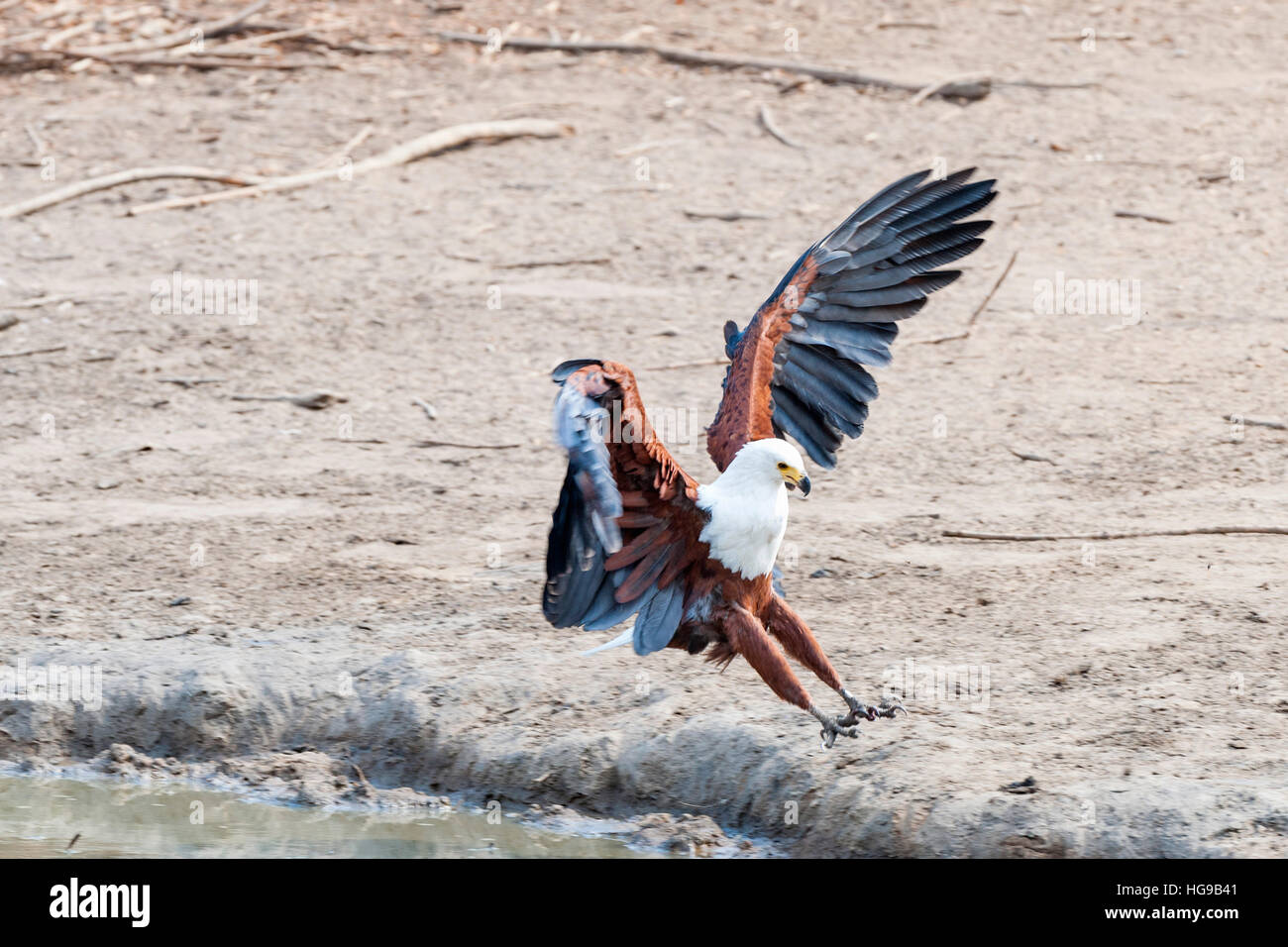 African Fish Eagle flying in flight action wings Stock Photo - Alamy