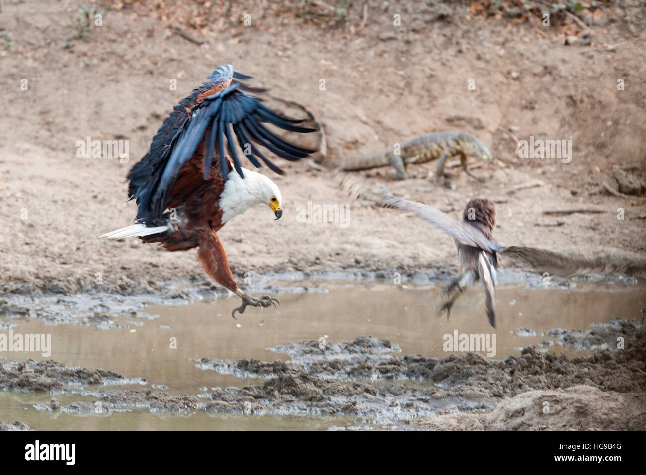 A fish eagle seen fishing in Zimbabwe's Mana Pools National Park ...