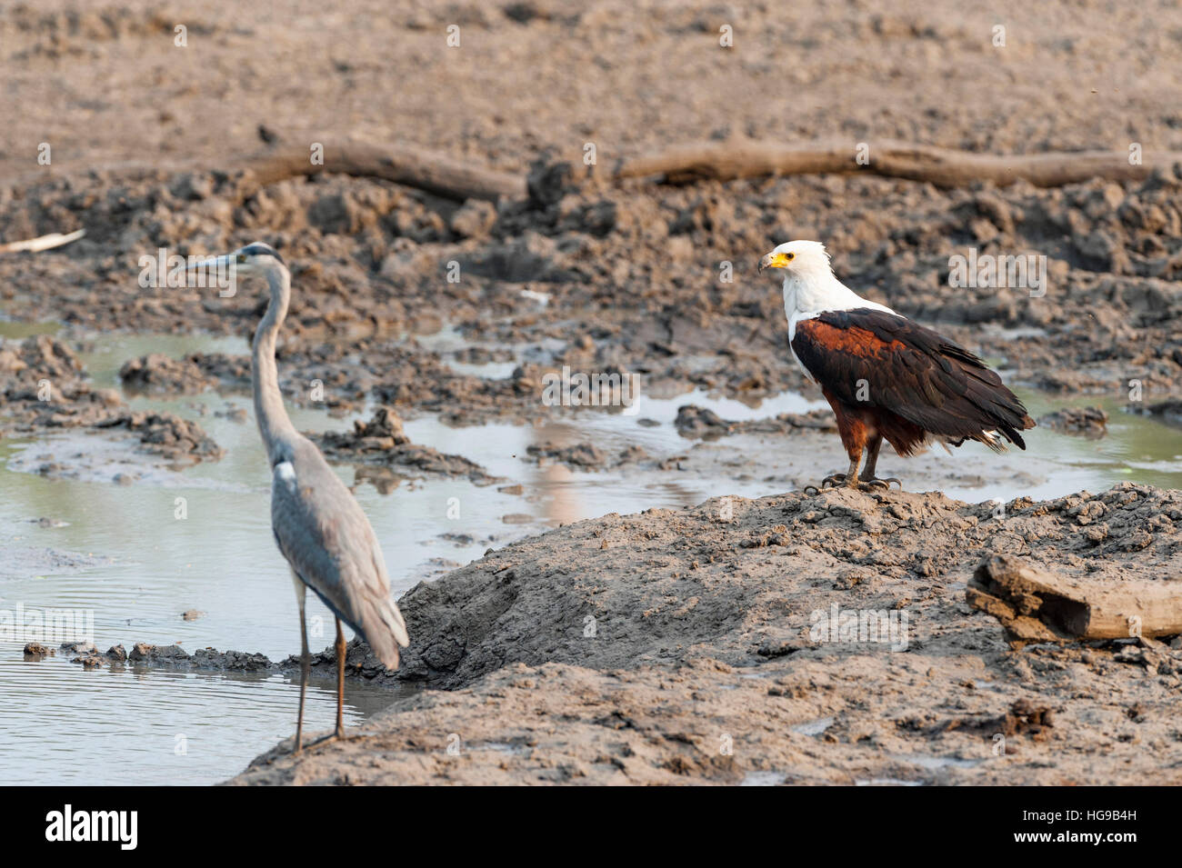 A fish eagle seen fishing in Zimbabwe's Mana Pools National Park ...