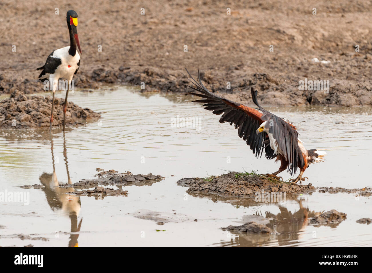African Fish Eagle flying in flight action wings Stock Photo - Alamy