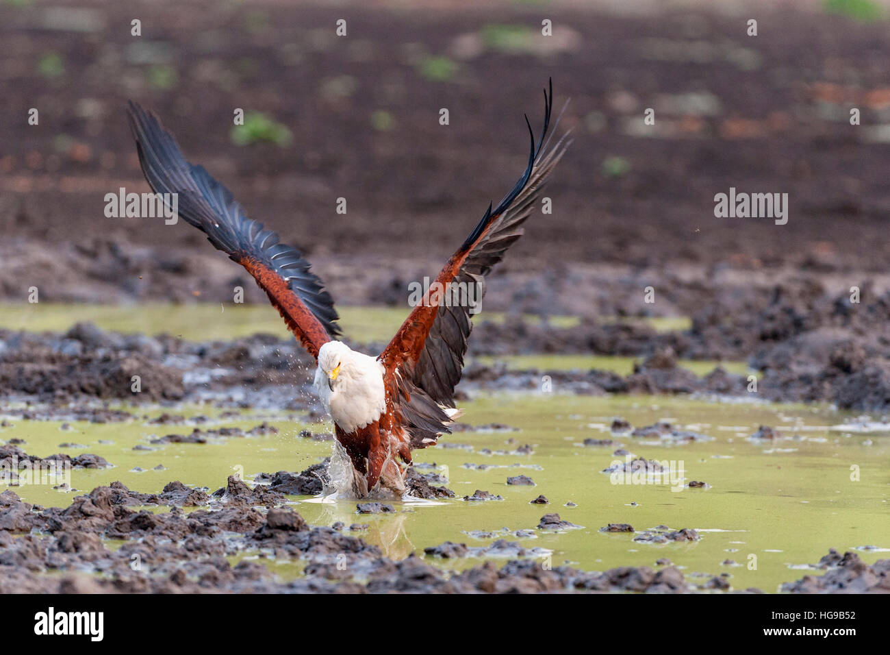 African Fish Eagle in flight flying catching fish Stock Photo - Alamy