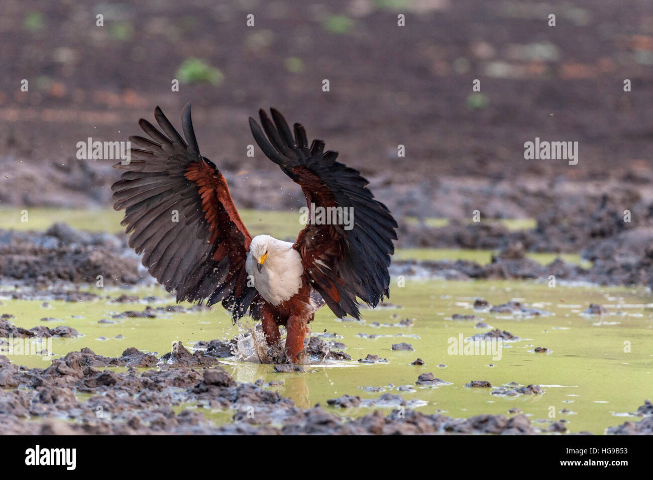 African Fish Eagle in flight flying catching fish Stock Photo - Alamy