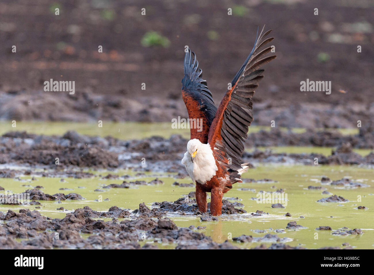 Eagle flying catching fish hi-res stock photography and images - Alamy