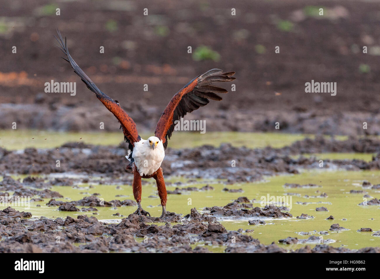 African Fish Eagle in flight flying catching fish Stock Photo - Alamy