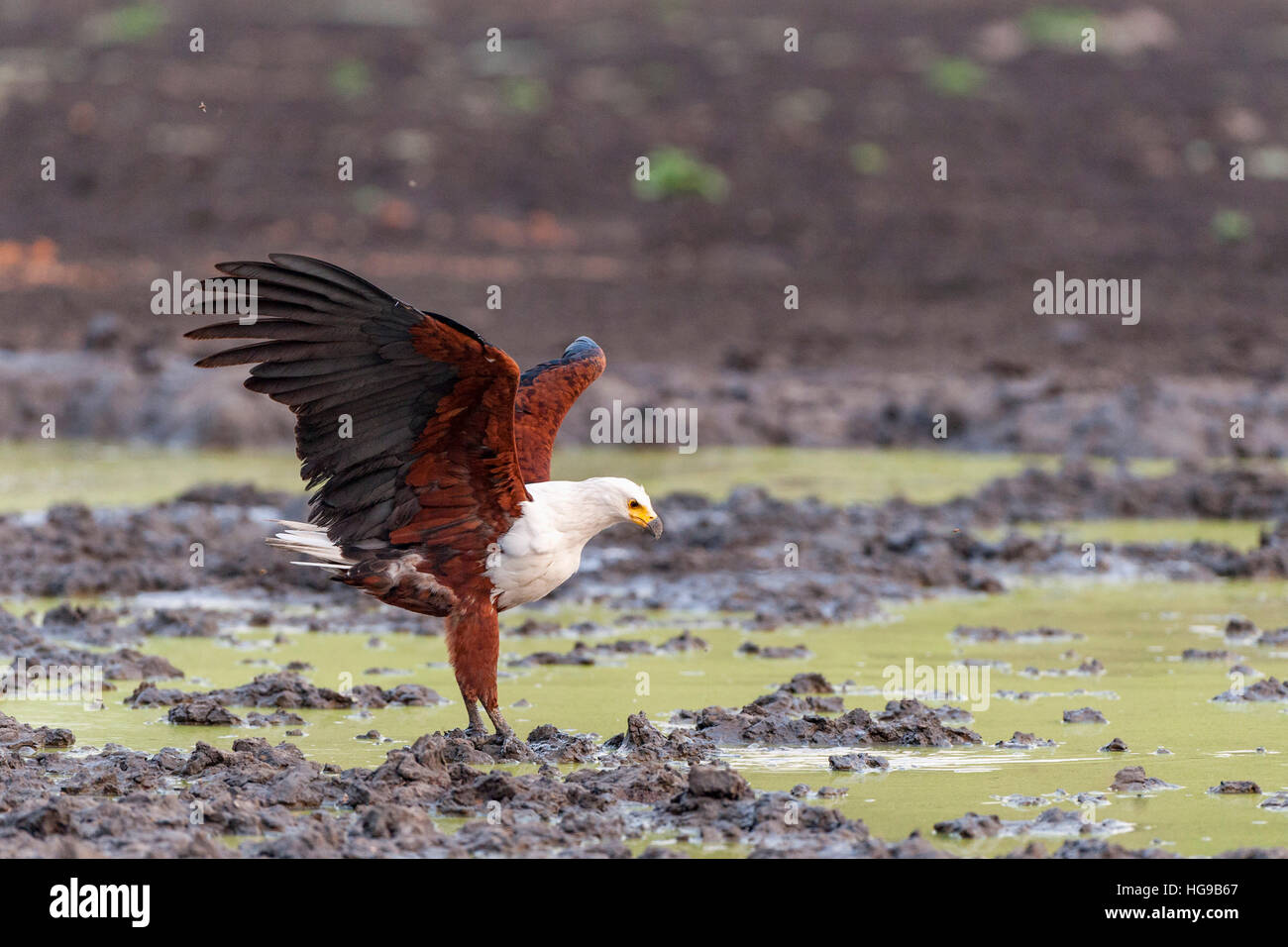 Flying fish species hi-res stock photography and images - Alamy