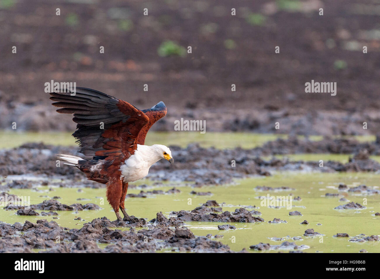 African Fish Eagle in flight flying catching fish Stock Photo - Alamy