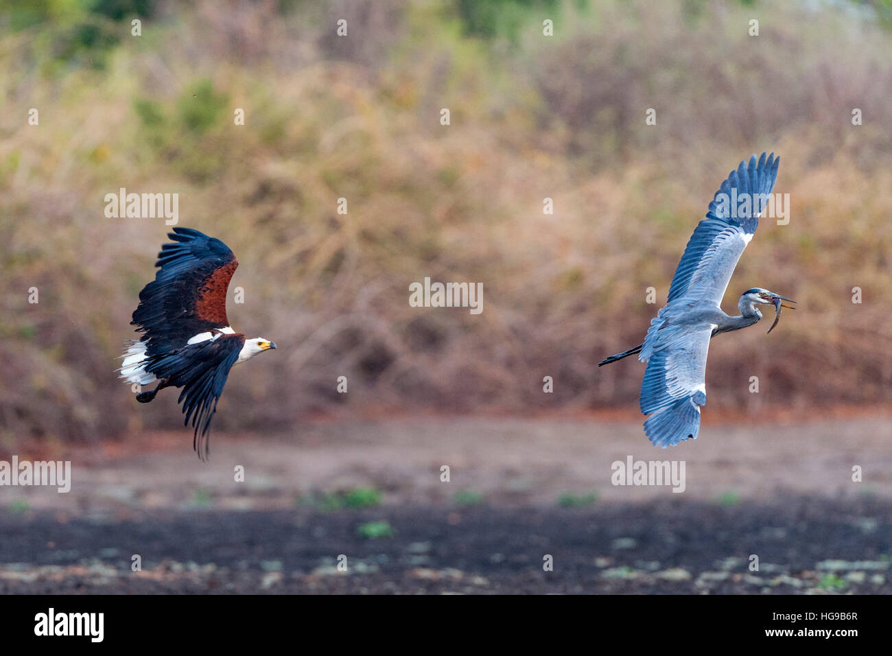 fish eagle chasing grey heron for fish flight fly Stock Photo - Alamy