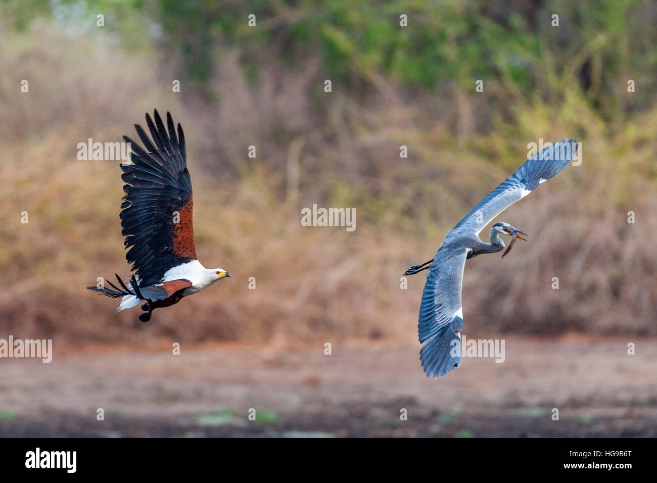 Chasing insects hi-res stock photography and images - Alamy