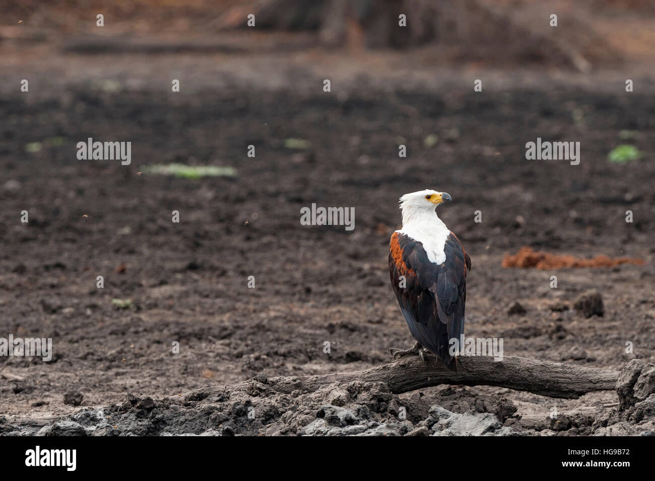 A fish eagle seen fishing in Zimbabwe's Mana Pools National Park ...